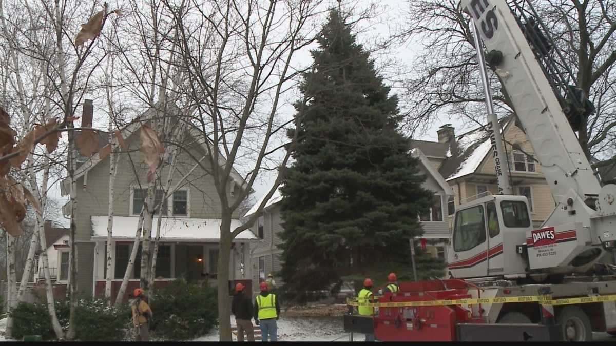 Christmas tree selected for Milwaukee County Courthouse rotunda