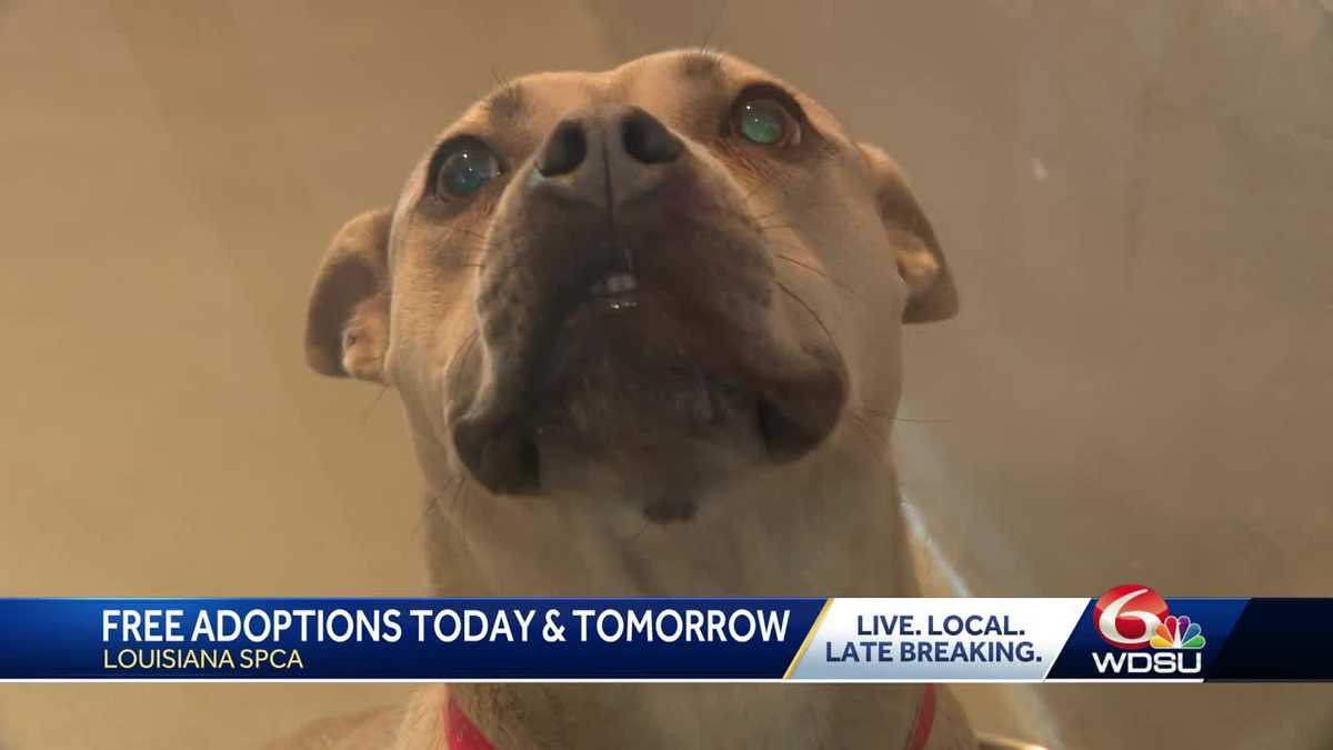 Anonymous donor covering dog adoption fees at Louisiana SPCA this ...