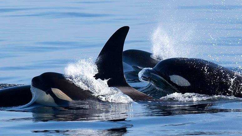 Huge pod of orca whales hanging out near Moss Landing, Carmel