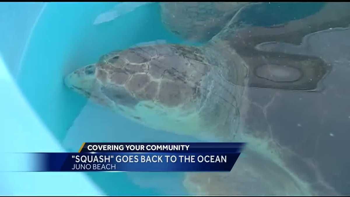 "Squash" goes back to the ocean