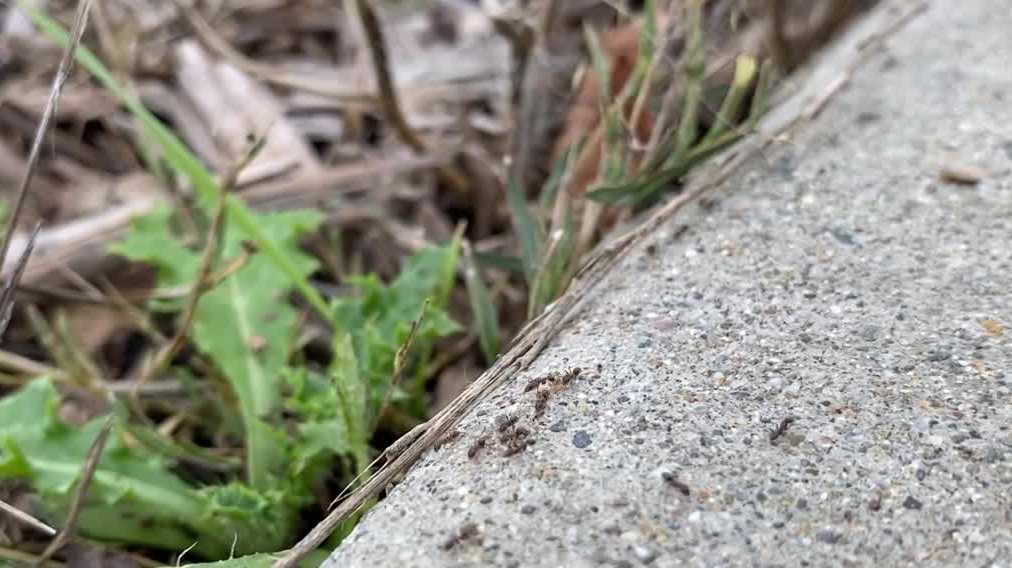 Sacramento County warns against use of harmful pesticides