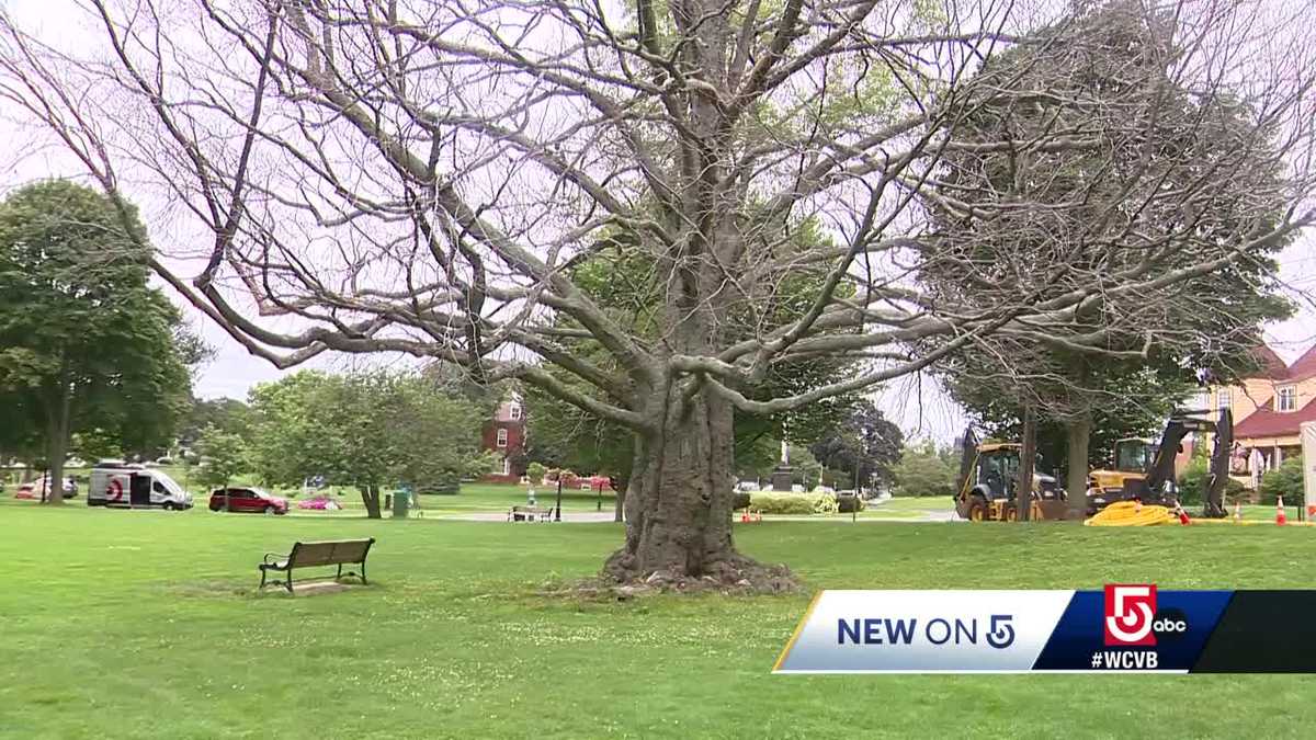 Fate of massive 100-year-old tree ravaged by disease center of debate