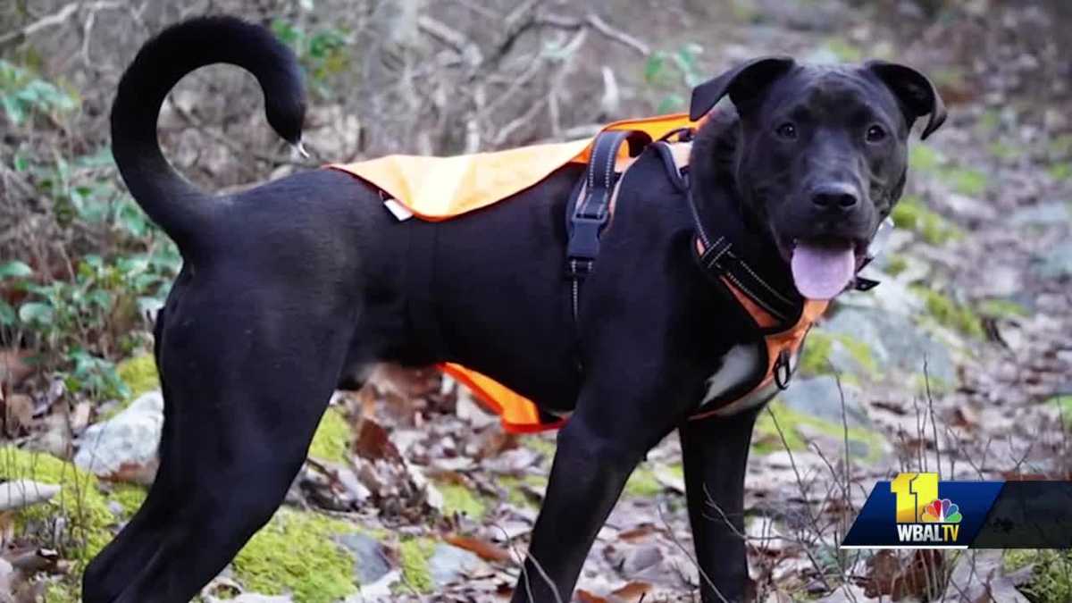 Missing rescue dog found days later at Baltimore police station