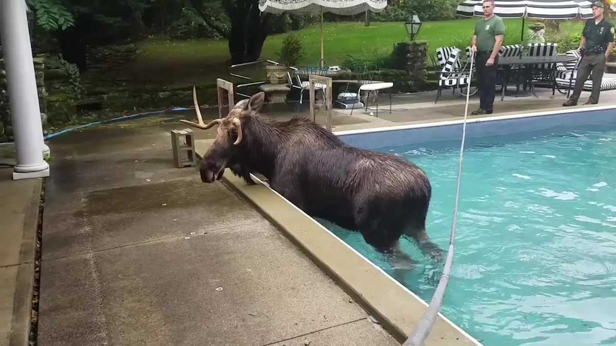 WATCH: Fish and Game officials help moose stuck in pool