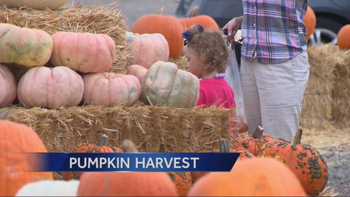 Why is your fruit shrinking? Blame the drought