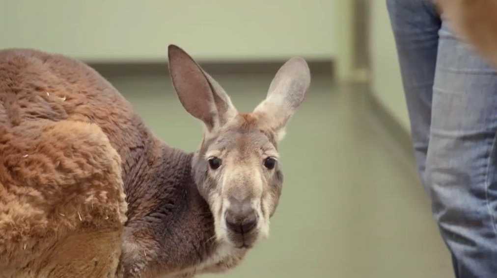 15-year-old kangaroo gets futuristic cryotherapy treatment for arthritis