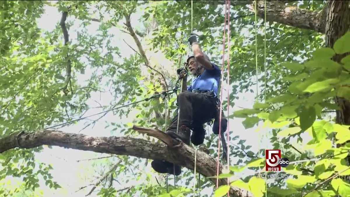 Hanging with the trees