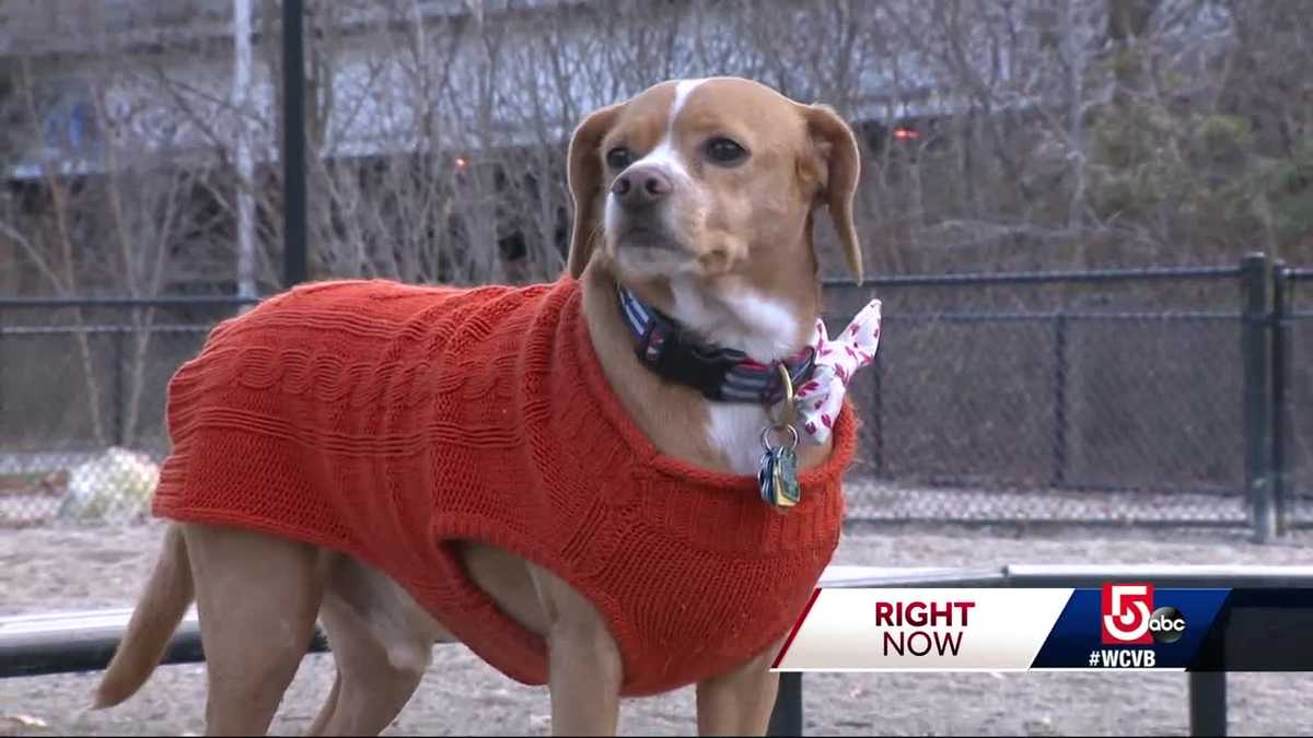 Keep your stash away from your dog; vets worry about increase in dogs ...