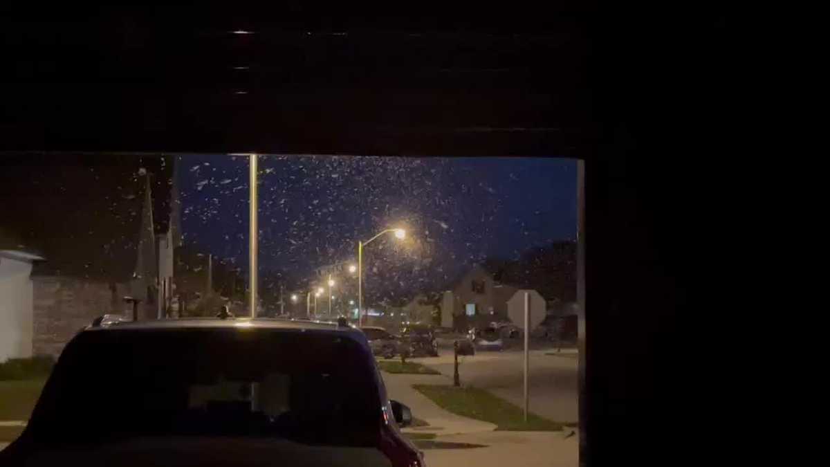 Louisiana termite swarms are back: How to prepare for them