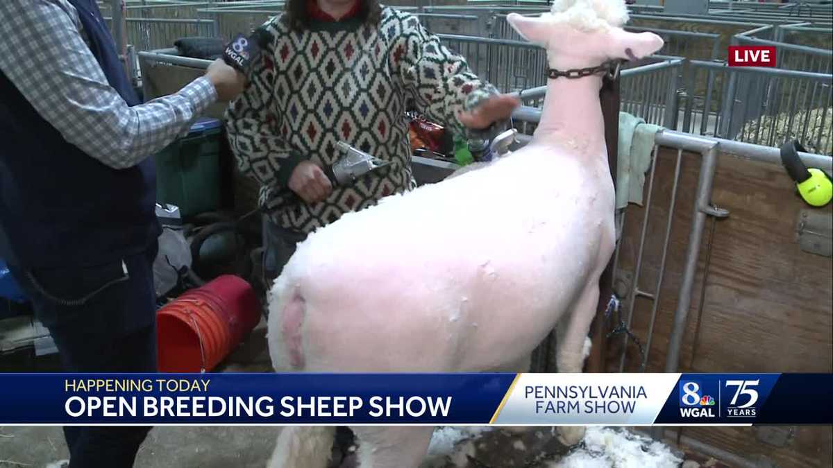 Sheep compete in Open Breeding Sheep Show