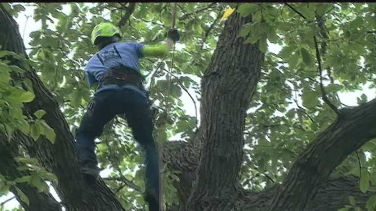Professional climbers take to the trees for a friendly competition in ...