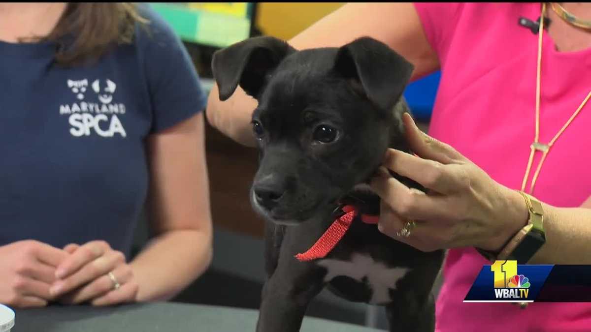 This pup is up for adoption at the SPCA