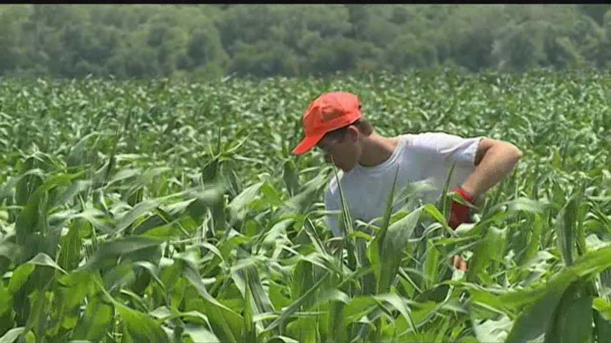 Detasseling on the decline