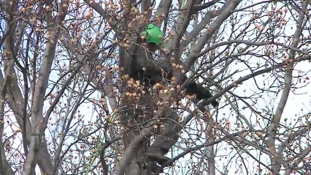 Cat saved from 75-foot tree