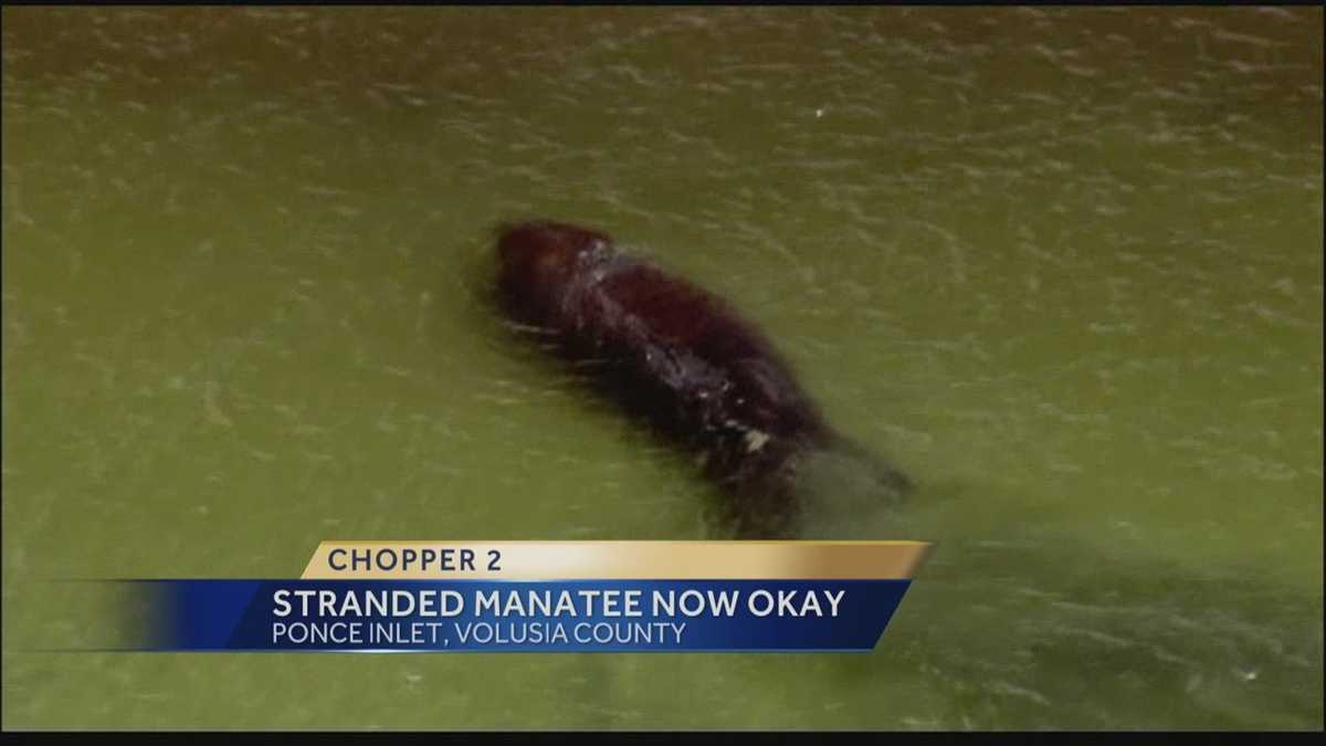 Stranded manatee makes narrow escape