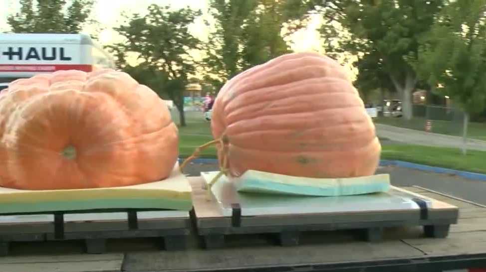 2024 Elk Grove Giant Pumpkin Festival: California growers show off ...