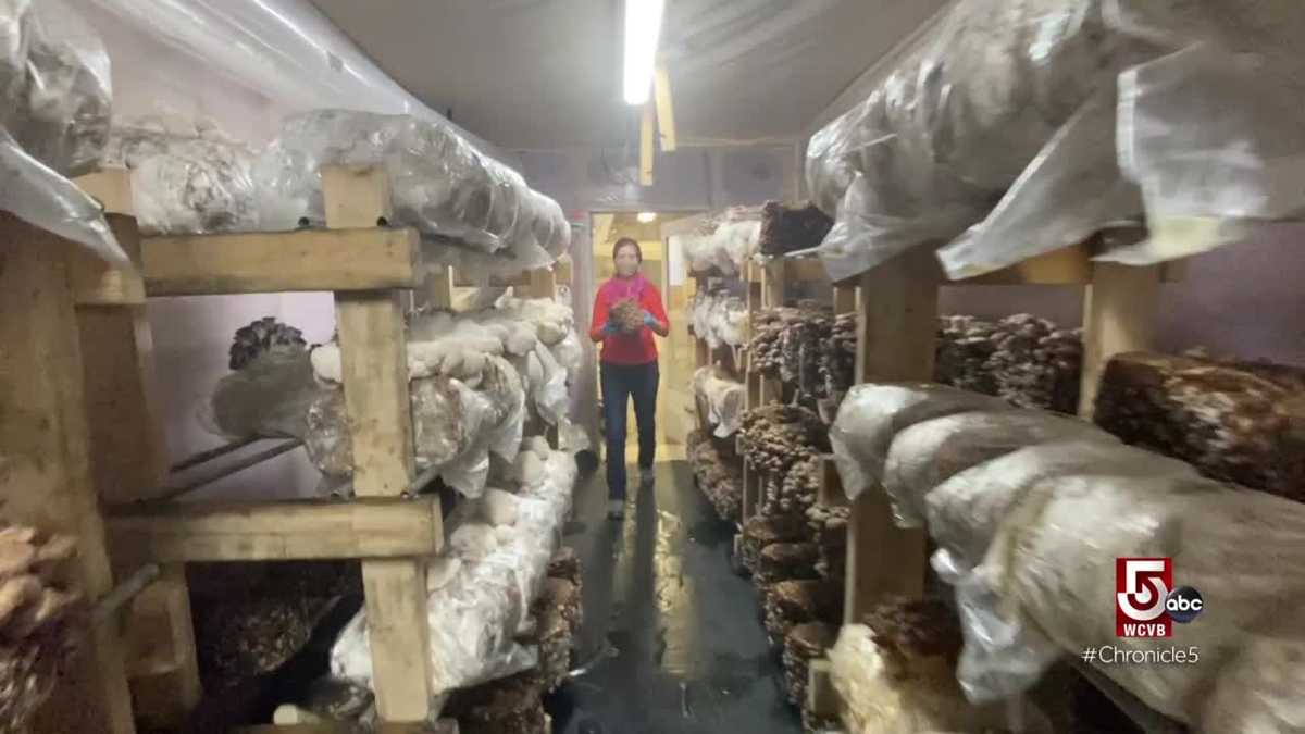 Farming locally-grown organic mushrooms in Westford at Fat Moon Farm