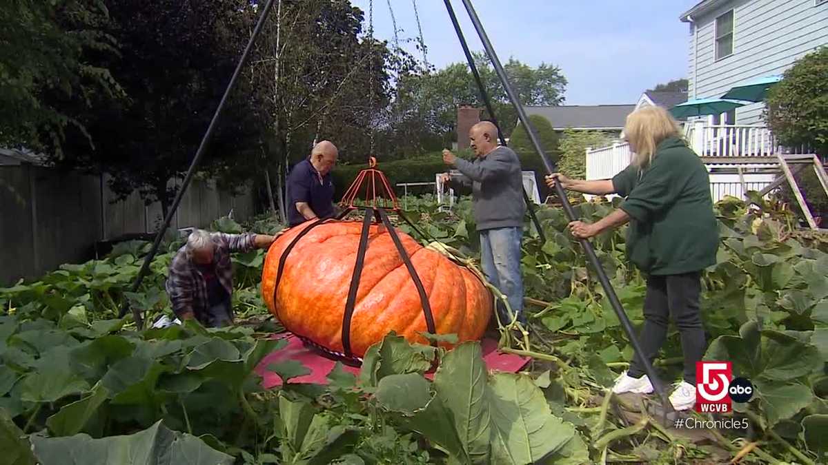Giant pumpkins tip the scale at the Topsfield Fair