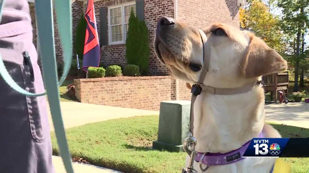 Honoring service dogs who help veterans with PTSD