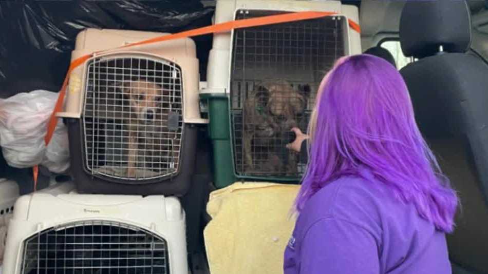 Kentucky Humane Society brings in 100+ animals from tornado-ravaged areas