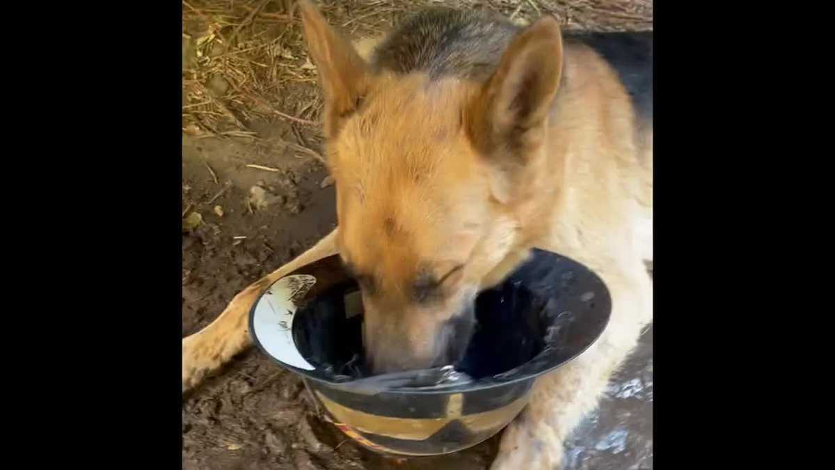 Scotts Valley Fire assists in rescue of two dogs at SRF Lightning ...