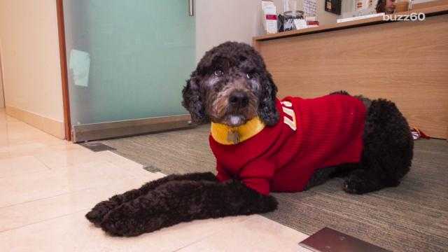 USC Hires Its First Dog Professor
