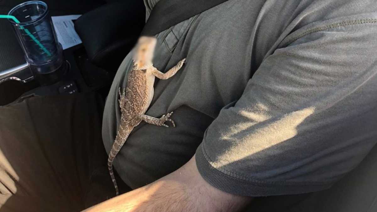 Maybe not a Geico commercial: Police officer pulls over lizard ...