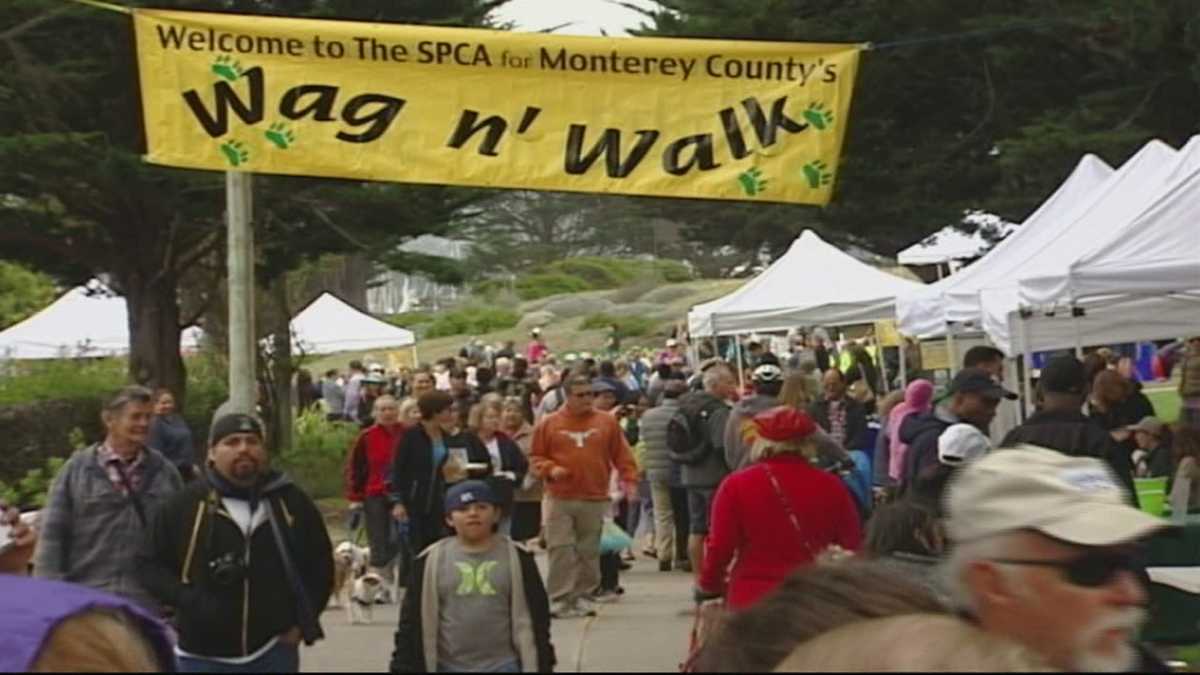SPCA's 20th annual Wag n' Walk brings in $100,000
