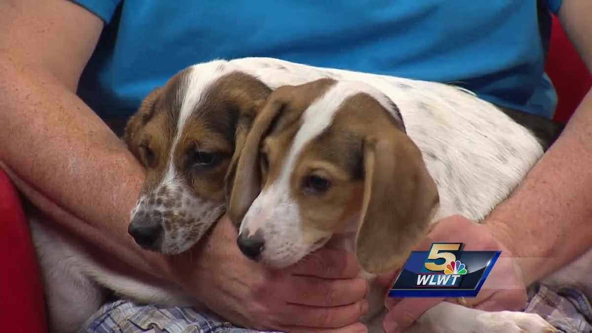 Animals up for adoption with the Stray Animal Adoption Program