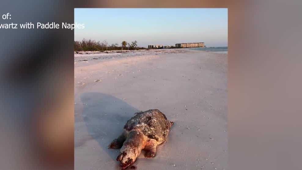 A sea turtle has been found dead during tour