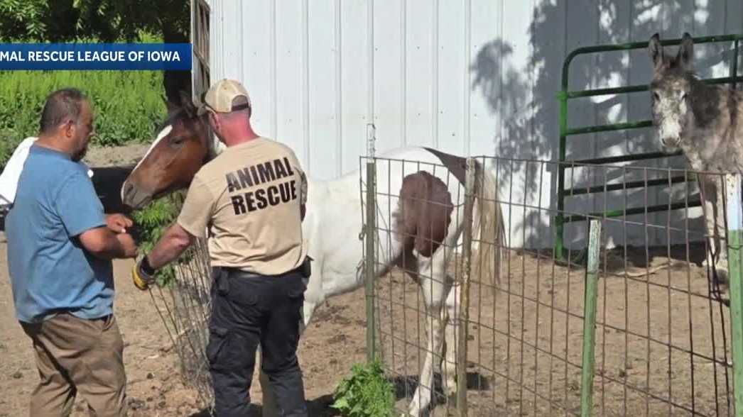 11 horses, donkeys rescued from poor living conditions in central Iowa