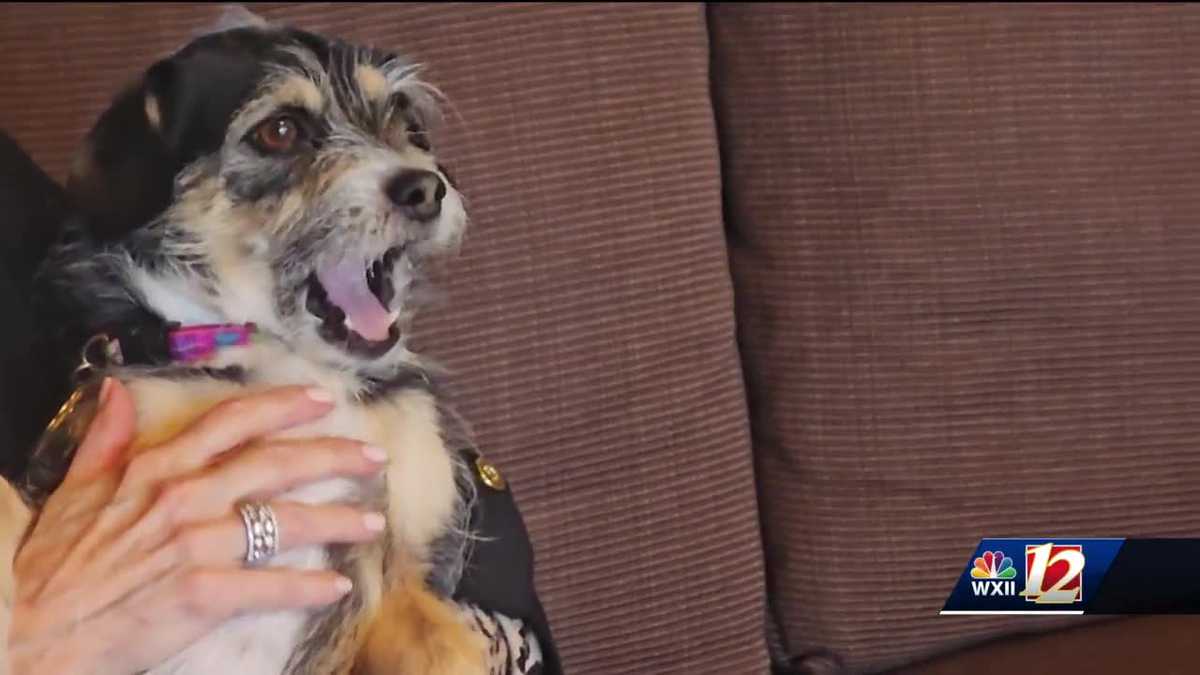 Pet owners urged to bring animals inside as temperatures drop