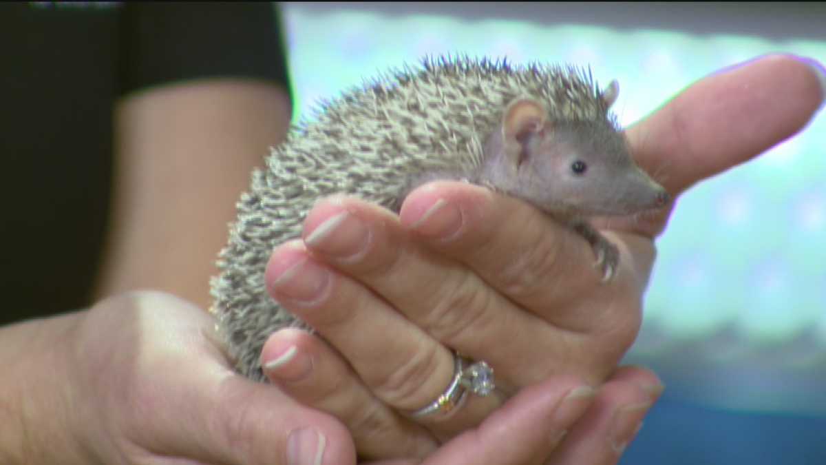Meet the zoo's newest animal ambassador