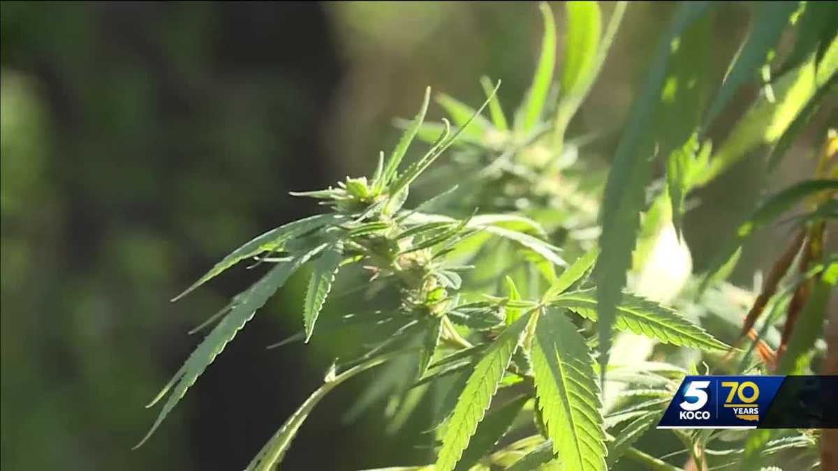 Grady County deputies raid illegal marijuana grow operation
