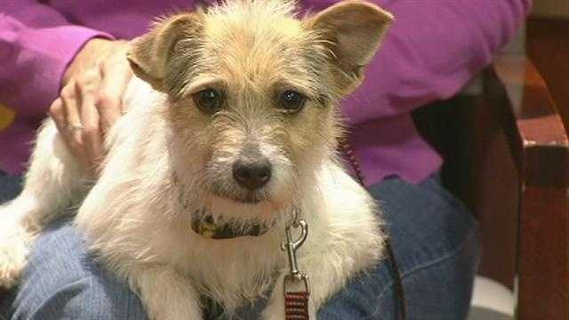 WXII 12 noon pet of the week: Sassy