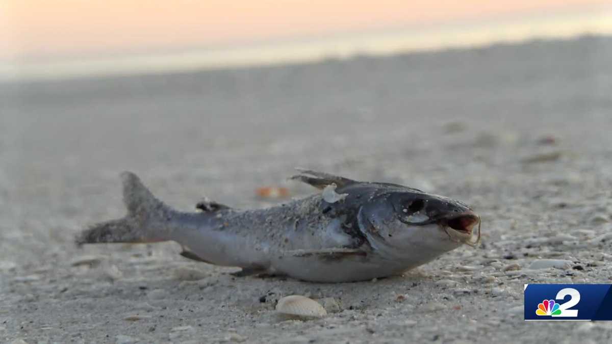 Health officials urge caution due to red tide near Seagate in Collier ...