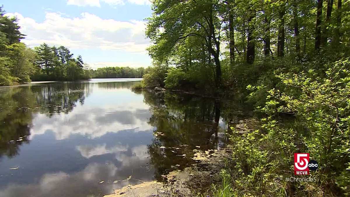 What it means to 're-wild' forests in New England