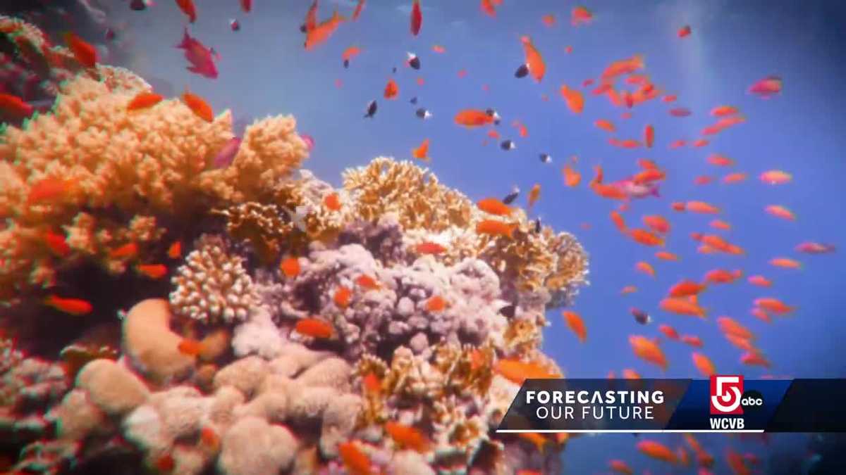 Coral Reef sounds being diluted by climate change