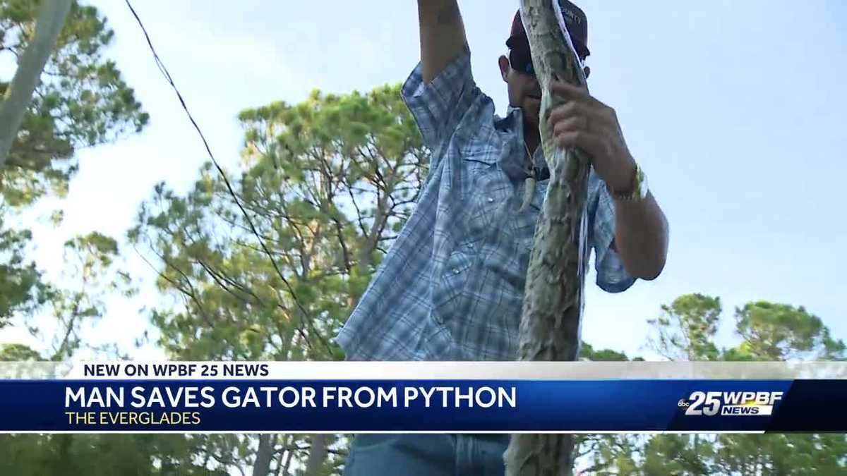 Trapper rescues gator from python