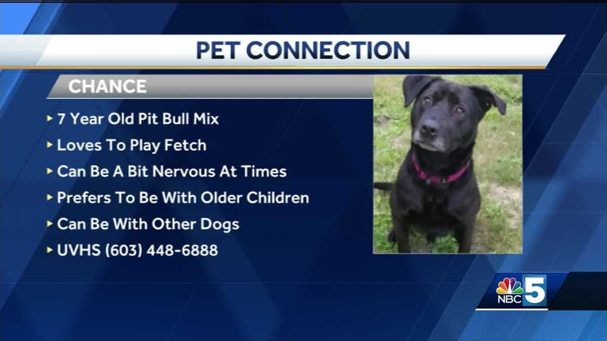 Pet Connection: 7-19-18