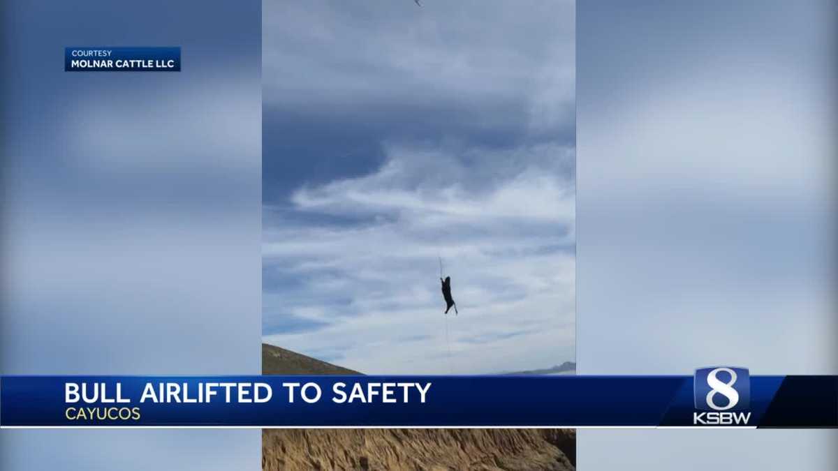 Bull airlifted after falling down a 90-foot cliff in California