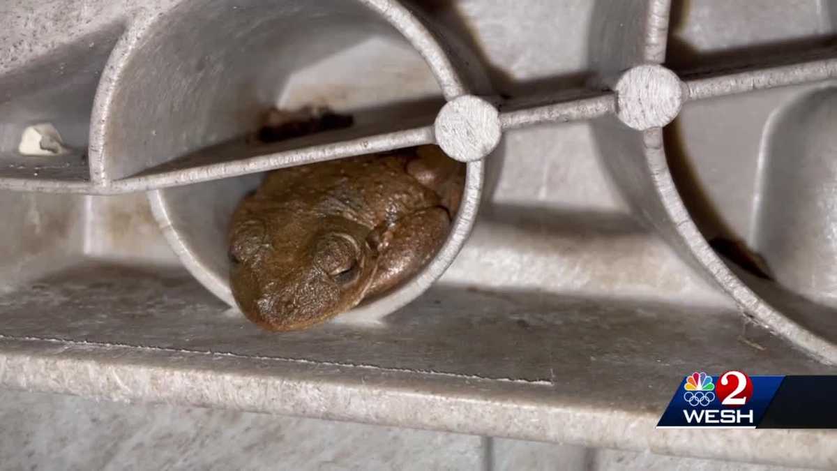 Cuban Tree Frog warning for Central Florida