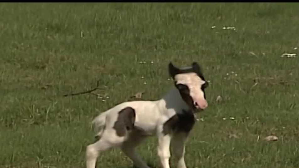 Miniature horse born in New Hampshire turns 15