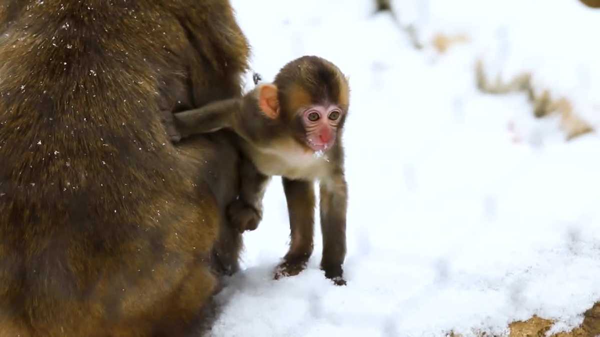 See baby snow monkey's first snowfall at Blank Park Zoo in Des Moines