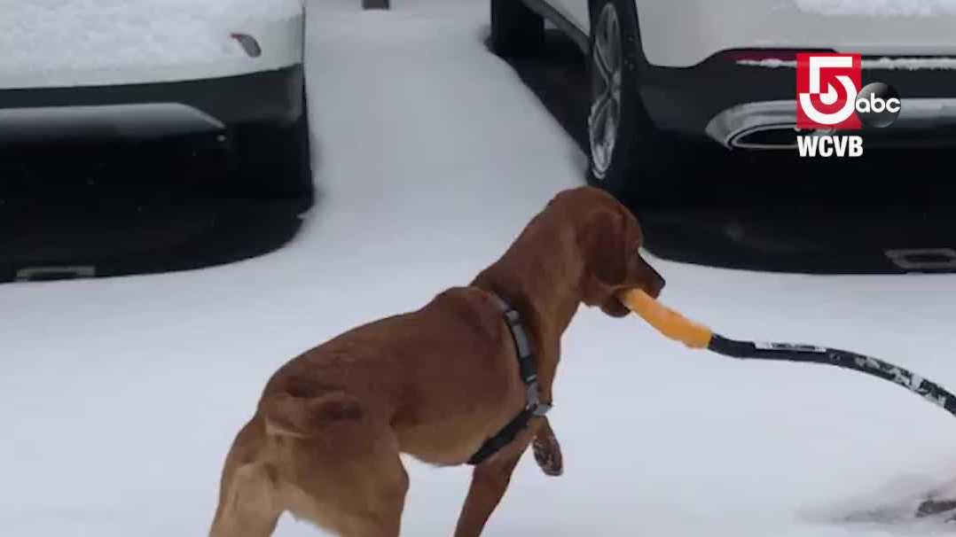 Good dog helps with shoveling