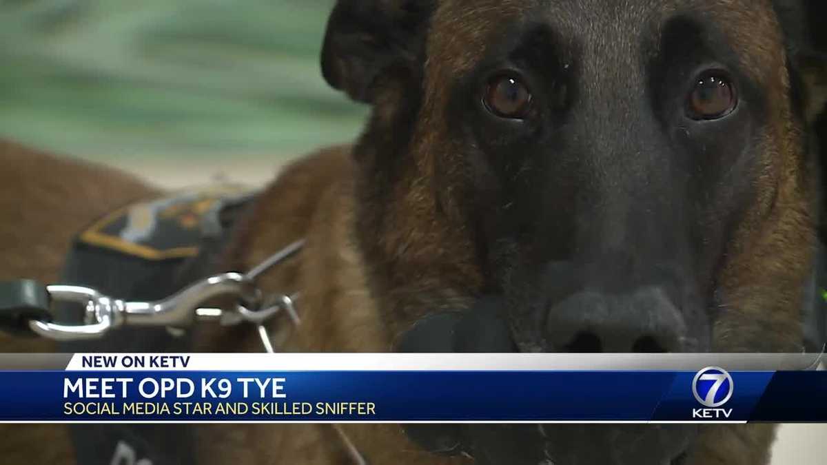 Meet OPD K9 Tye