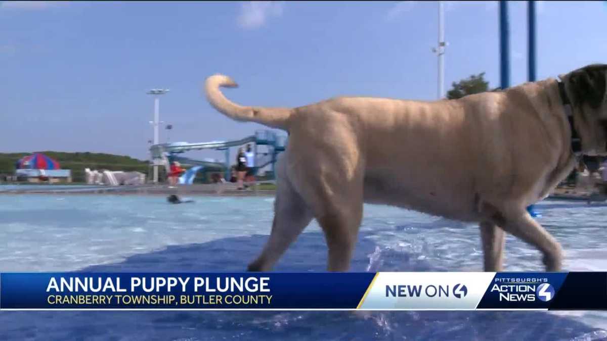 Cranberry Township hosts 10th annual 'Puppy Plunge' Cranberry Township hosts 10th annual 'Puppy Plunge'