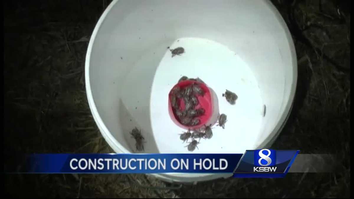 Trump, beetle hold up Scotts Valley school plans