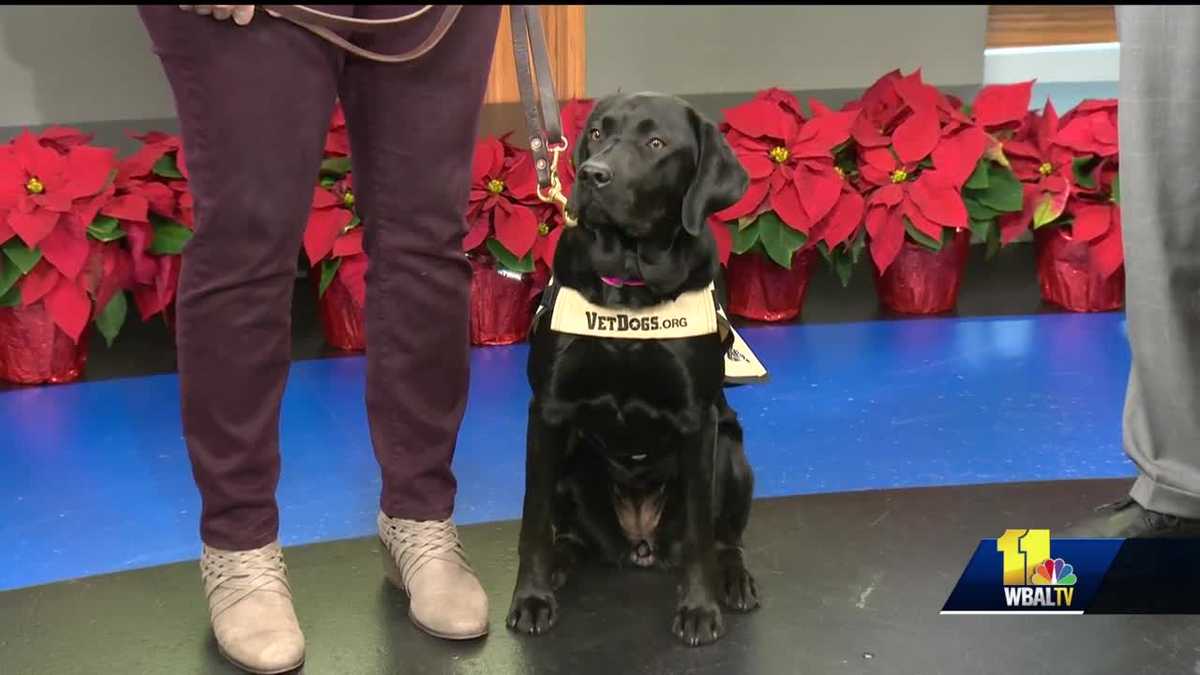 Consider donating to America's Vet Dogs this Giving Tuesday