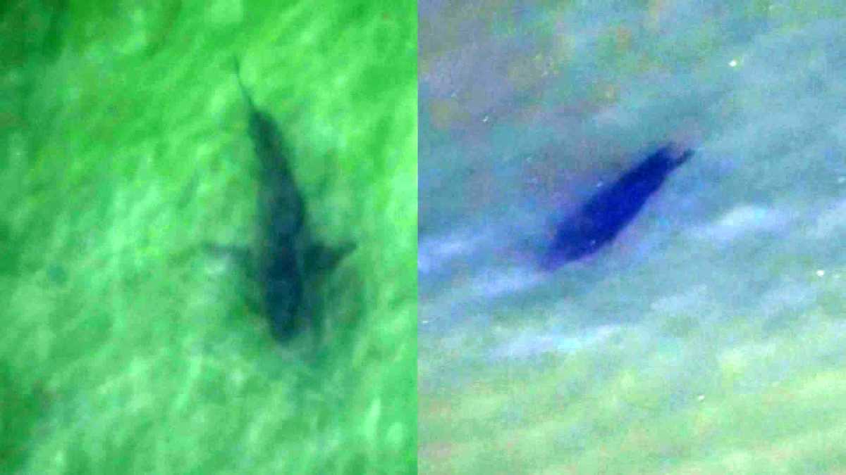 Cape Cod shark sightings common, but human attacks rare